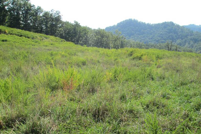 Reclaiming Healthy Ground - General Shale Blog